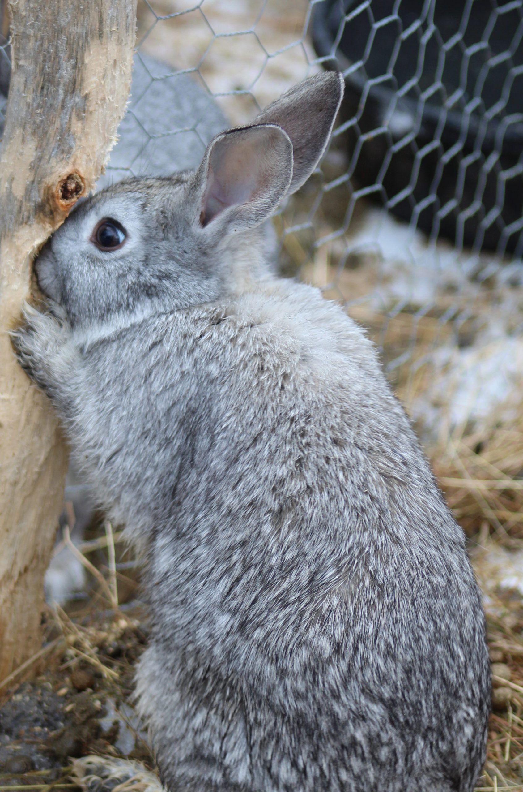 An Introduction to The American Chinchilla - Countryside